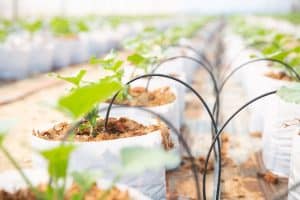 What is a Drip Line and How to Use It? | Cacti Landscapes